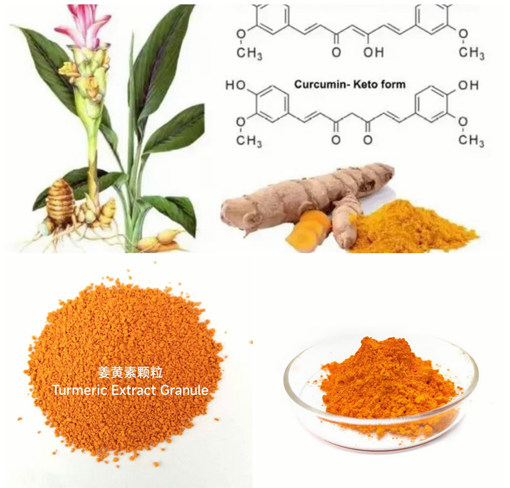 Curcumin Powder - Shaanxi Bayerherb Biotech Co., Ltd